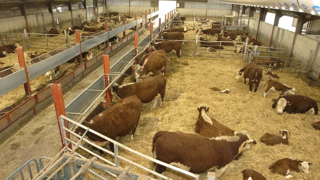 A Guide to Successful Handling of Livestock | lifestylemanor