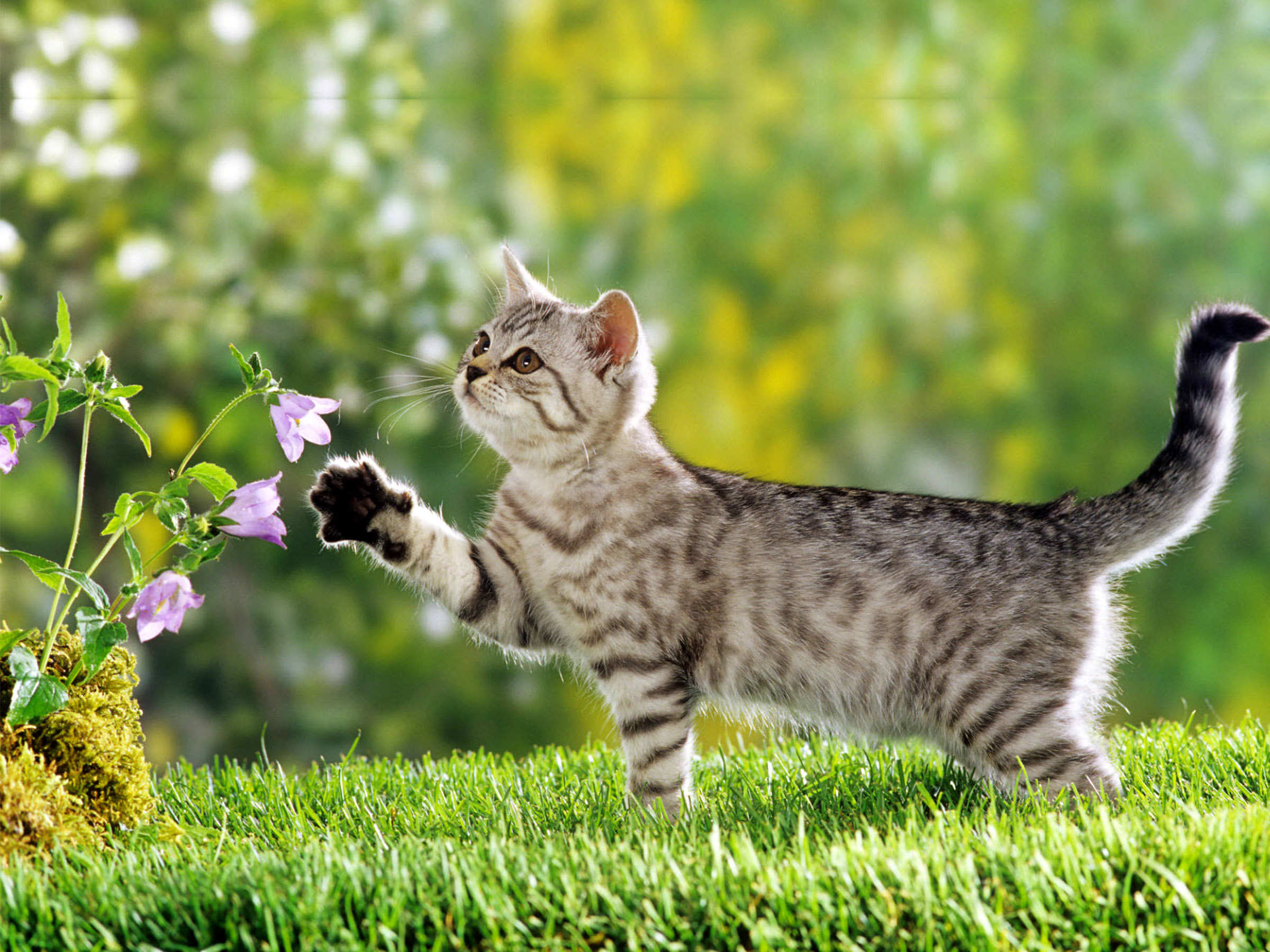 Responsible Cat Owners: Preventing Cat Nuisance | lifestylemanor