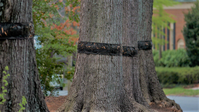 Elm Leaf Beetle - Successful Elm Tree Beetle Treatment | TreeWorks