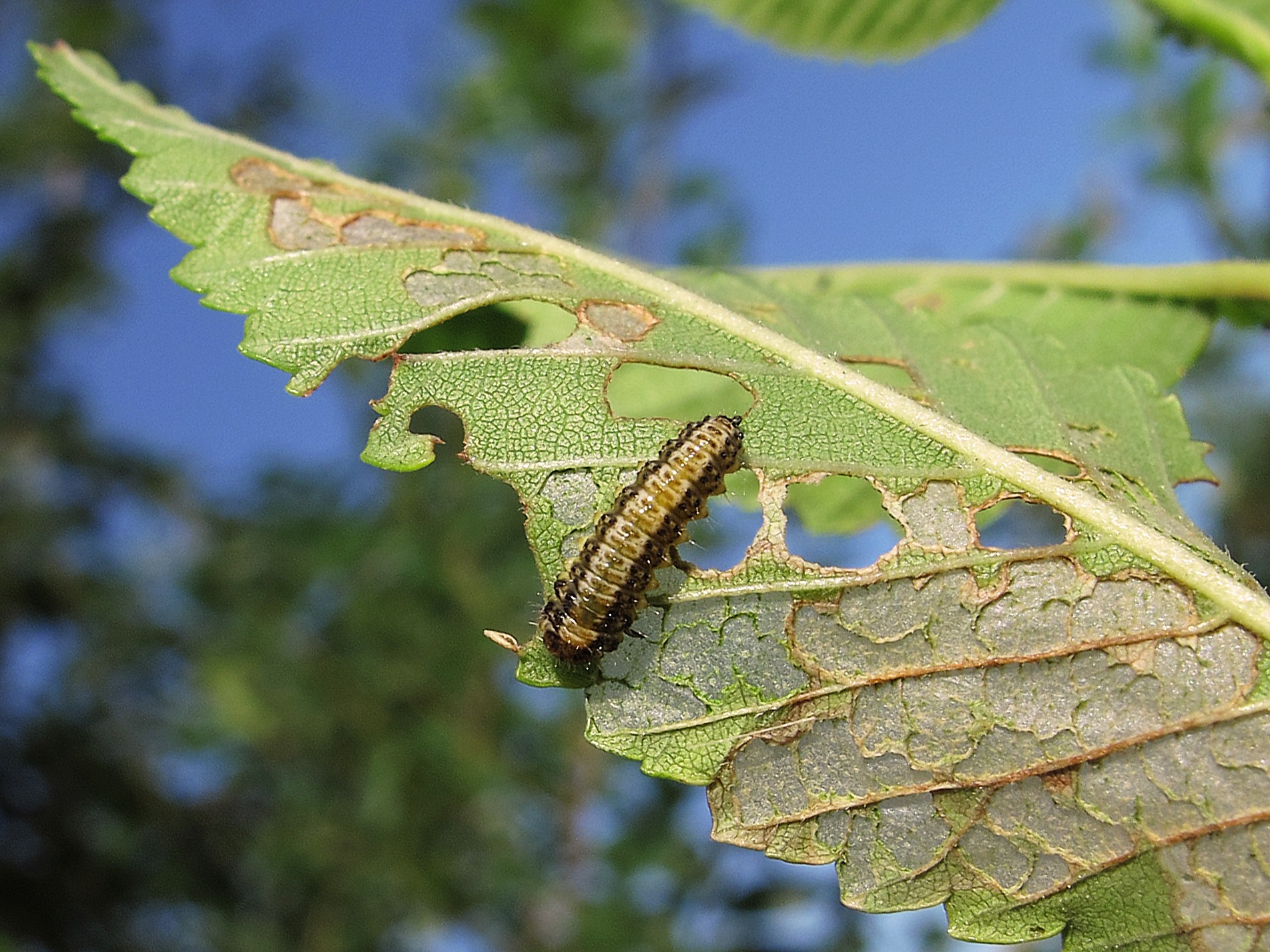 Elm Leaf Beetle - Successful Elm Tree Beetle Treatment | TreeWorks